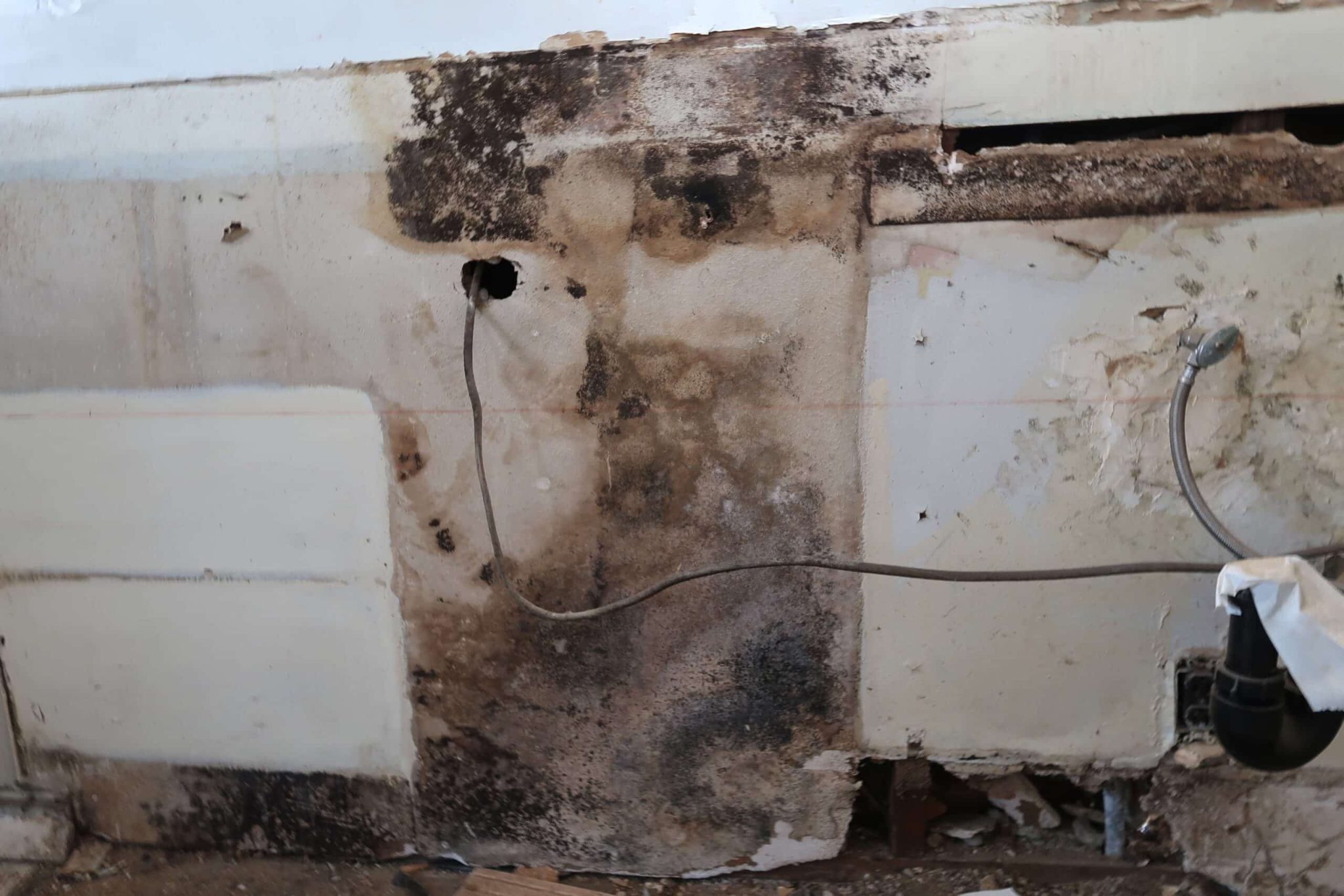 Residential Mold Remediation Company Near Me | Black Mold Removal and ...