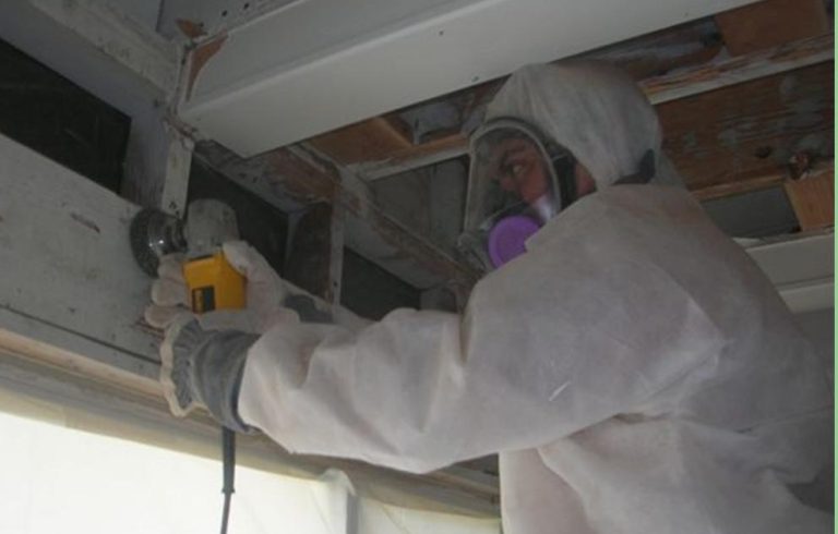 Residential Mold Remediation Company Near Me | Black Mold Removal and ...